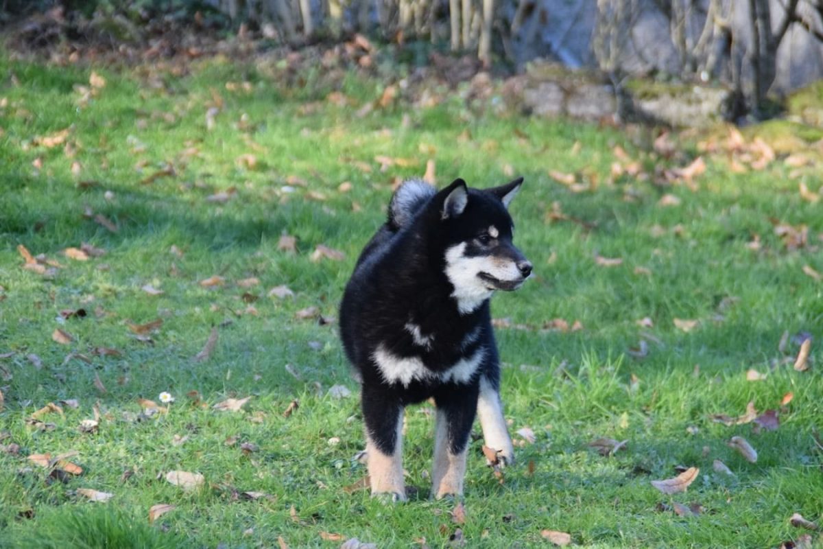 Elevage chiots Shiba Inu LOF chiens sud-ouest de la France