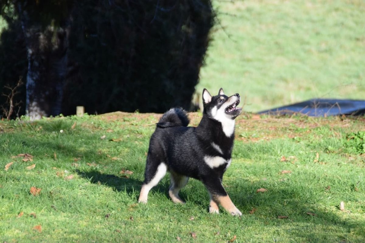 Elevage chiots Shiba Inu LOF chiens sud-ouest de la France