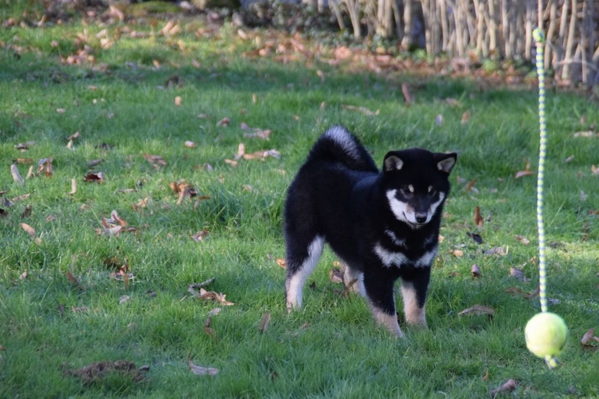 Elevage chiots Shiba Inu LOF chiens sud-ouest de la France